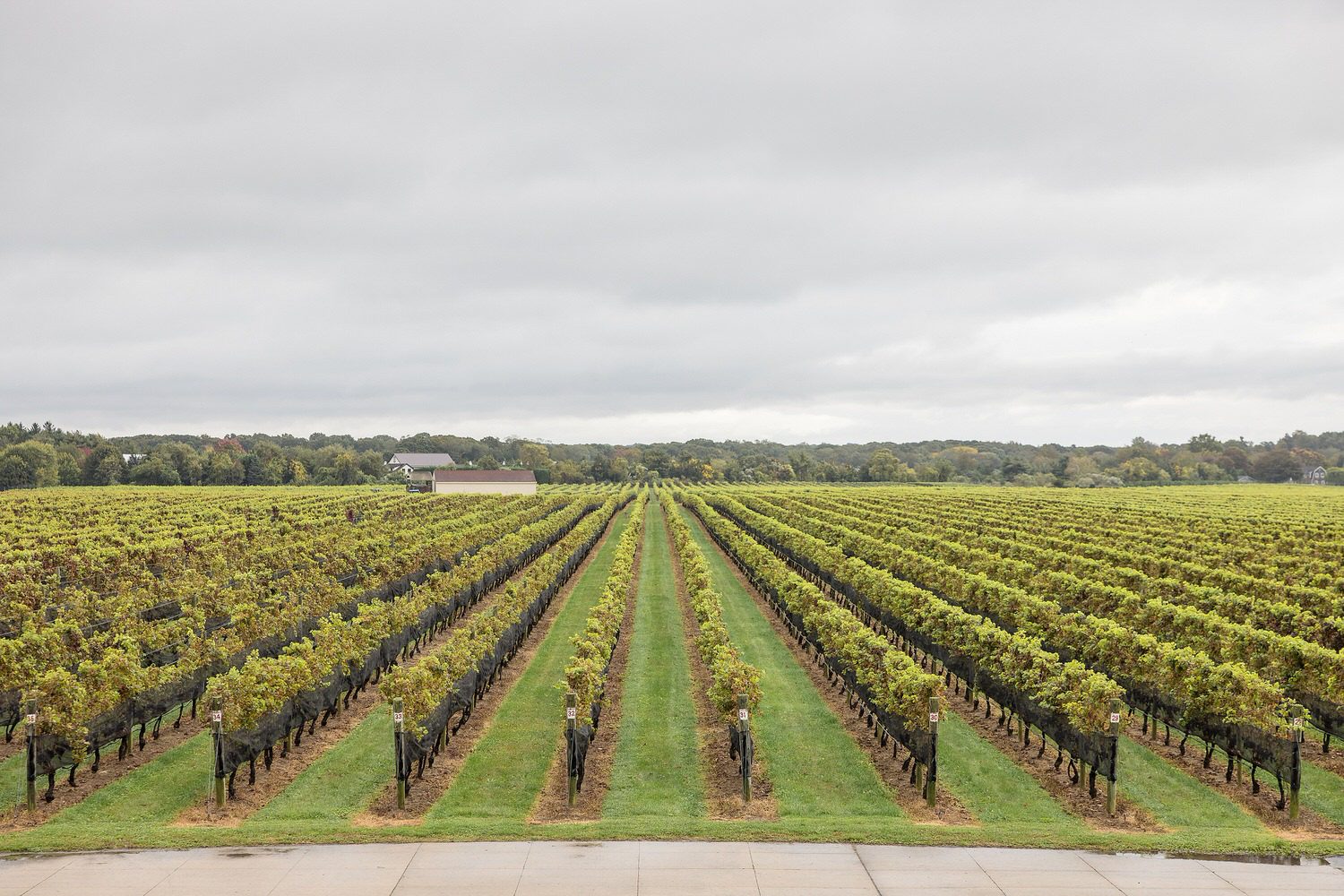 Raphael Vineyard and Winery Wedding: A Dream Venue - Award-Winning NYC ...